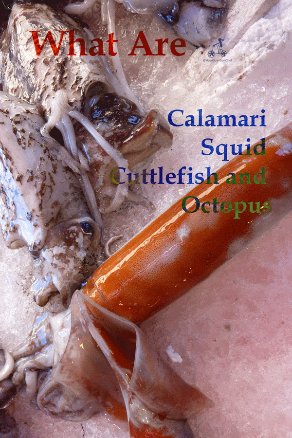 What Are Calamari Squid Cuttlefish and Octopus - Your Guardian Chef