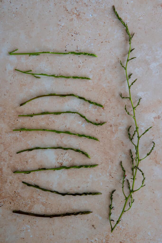 How to Forage And Cook Wild Asparagus - Your Guardian Chef