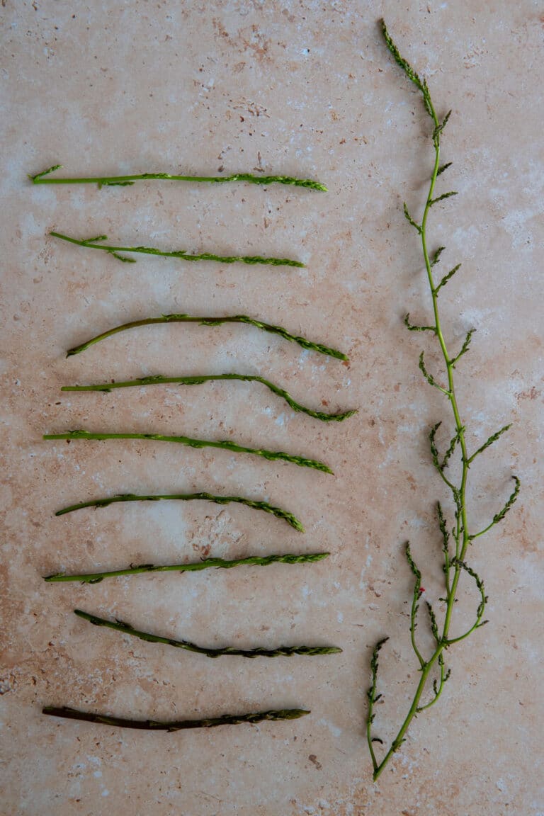 How to Forage And Cook Wild Asparagus - Your Guardian Chef