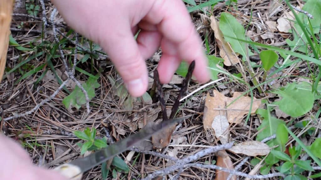 How to Forage And Cook Wild Asparagus - Your Guardian Chef